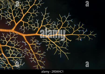 Basket Star, Astroboa nuda, night dive, Gili Lawa Darat dive site ...