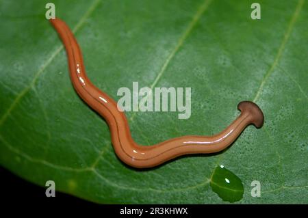 A hammerhead flatworm (Bipalium species) from the jungles of Borneo ...