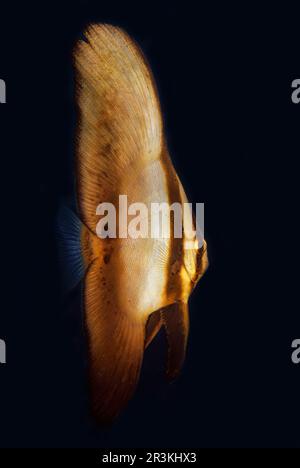 Juvenile Golden Spadefish, Platax boersii, Mioskon dive site, Dampier ...