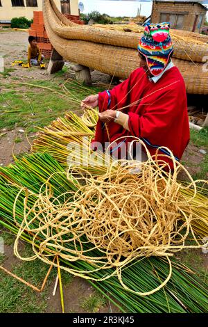 Aymara working the totora (Schoenoplectus californicus subsp. tatora ...