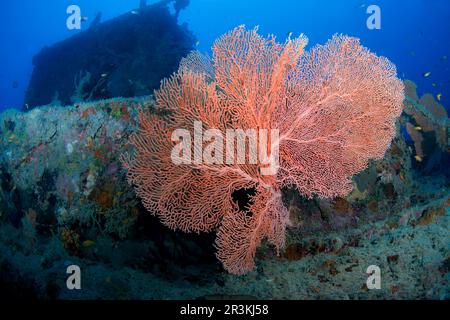 Gorgone (Subergorgia mollis). Coral reef. Ari Atoll, Maldives. Marine ...