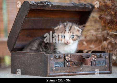 Scottish fold tricolor tabby kitten inside decorative dower chest on a ...