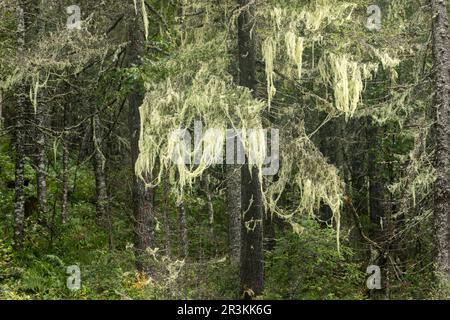 Witch's Hair Lichen (Alectoria sarmentosa) in Old Growth Temperate ...
