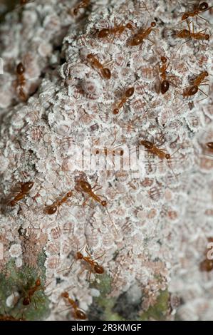 Wild cocoa pods on a tree in the jungle, Bocas del Toro, Caribbean ...
