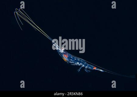 Palaemonid Shrimp, Palaemonidae Family, larva floating in water column ...
