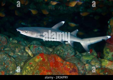 Pempheris vanicolensis, school of Vanikoro sweeper, Amed, Bali ...