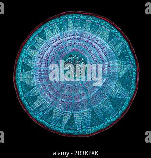 Lime tree stem, Tilia sp. T.S. two year growth Stock Photo - Alamy