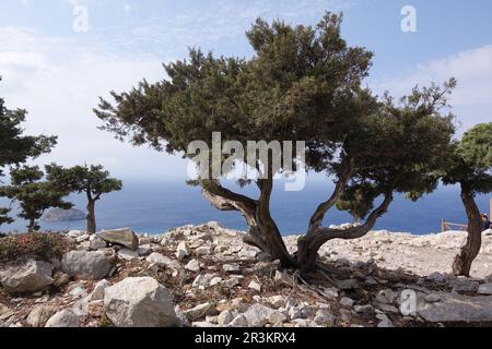 Tree on the Monolithos in Rhodes Stock Photo - Alamy
