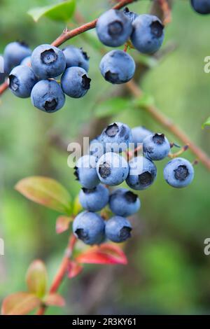 A closeup of blueberries on a tree branch against the blurred ...