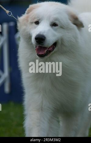 Great Pyrenees up close tongue out Stock Photo - Alamy