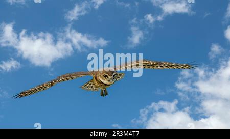 Burrowing Owl and blue sky Stock Photo - Alamy