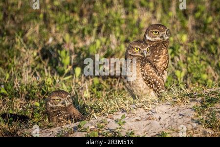 Three Burrowing Owls in Cape Coral Florida USA Stock Photo - Alamy