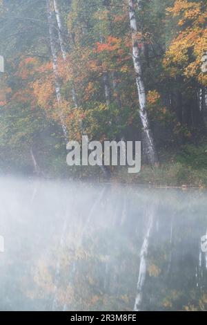 Lake near Ulm with mist and silver birch tree with fall colors Stock ...
