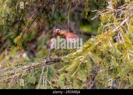 The female northern cardinal brings unusual material for nest building ...