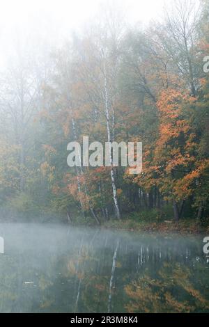 Lake near Ulm with mist and silver birch tree with fall colors Stock ...