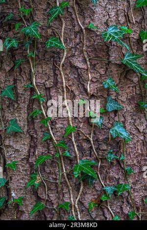 Ivy Climbing a conifer tree Stock Photo - Alamy