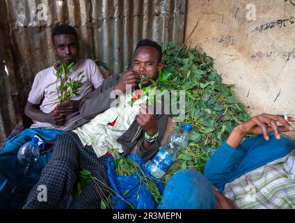 Ethiopian men chewing khat, Harari Region, Awaday, Ethiopia Stock Photo ...