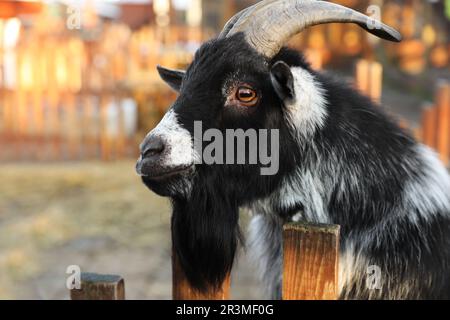 Cute goat inside of paddock in zoo Stock Photo - Alamy
