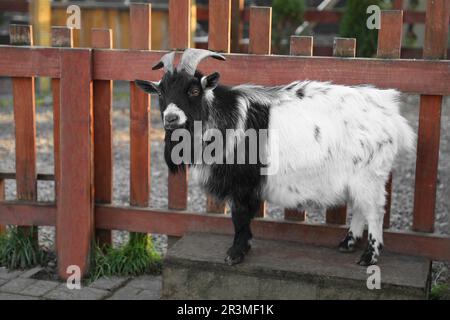 Cute goat inside of paddock in zoo Stock Photo - Alamy