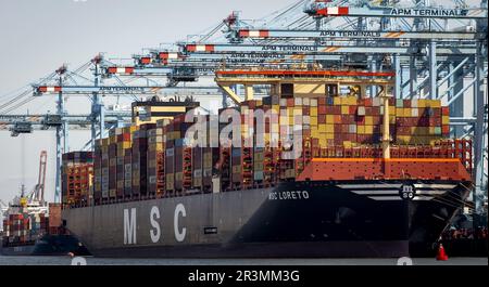 ROTTERDAM - The MSC Loreto, the largest container ship in the world, in ...