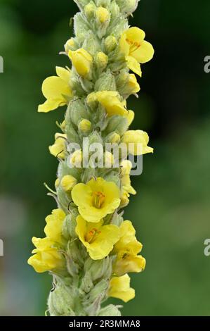 yellow mullein plant growing on garden wall Stock Photo - Alamy