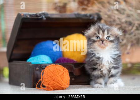 Scottish fold tricolor kitten near decorative dower chest with ...