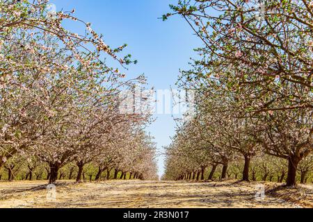 Rows of flowering almond tree grove blossoms in California USA Stock ...