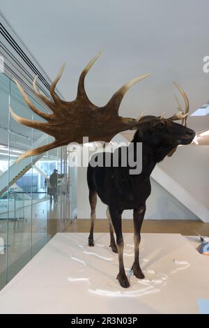 Reconstruction of the Irish Elk (Megaloceros), extinct genus found as ...