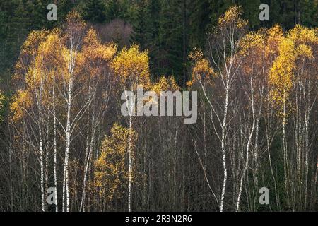 Birch tree with last leaves. Autumn background. Orange sunset at fall ...