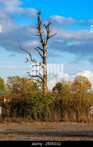 Autumn walk in the Upper Lusatia heath and pond landscape 1 Stock Photo ...
