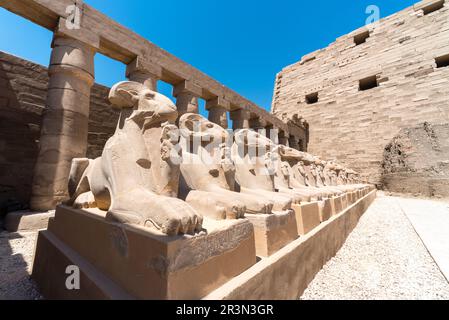 Statues of many sheep in the Karnak temple in Luxor in Egypt Stock ...