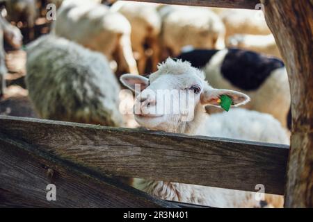Group of sheep in farm. Modern farming dairy and meat production ...