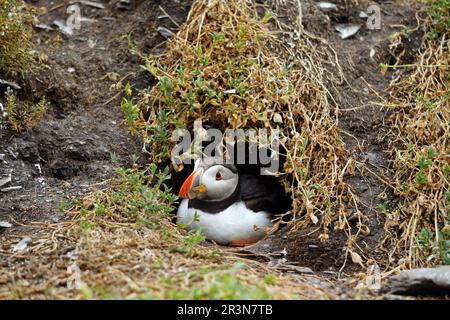 Puffins at the Skellig islands Stock Photo - Alamy