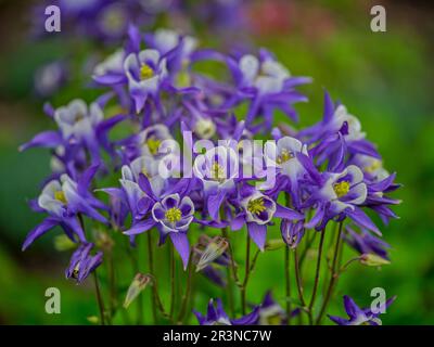 Violet-white Aquilegia flabellata, common name fan columbine or dwarf ...