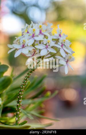 Close-up of a white Epidendrum orchid flower Stock Photo - Alamy