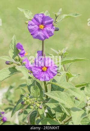 Gentian bush 'Solanum rantonnetii' Stock Photo - Alamy