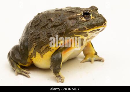 African Bull Frog ( Pyxicephalus adsperus edulis) Pixie Frog isolated ...