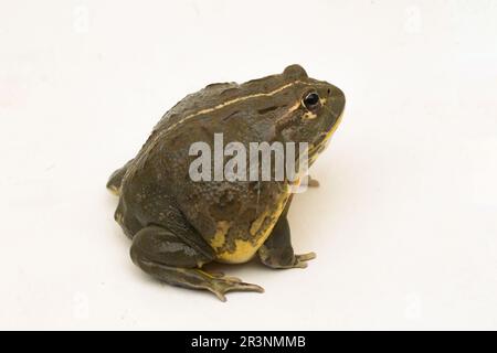African Bull Frog ( Pyxicephalus adsperus edulis) Pixie Frog isolated ...