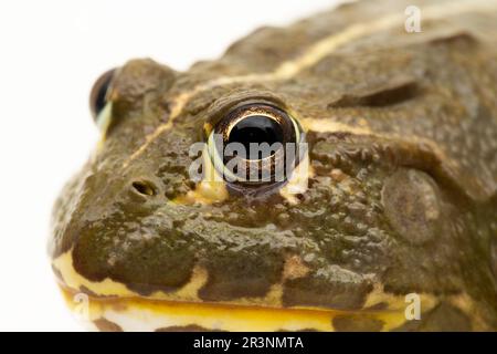 African Bull Frog ( Pyxicephalus adsperus edulis) Pixie Frog isolated ...