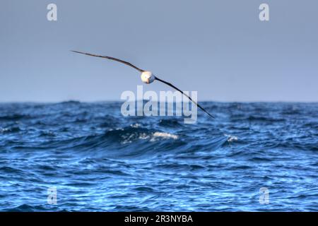 Albatross flies and swims in the drake's passage Stock Photo - Alamy