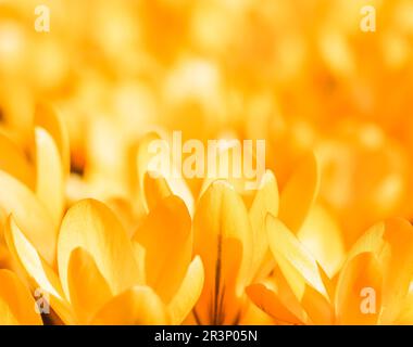 Abstract floral background, yellow crocus flower petals. Macro flowers ...