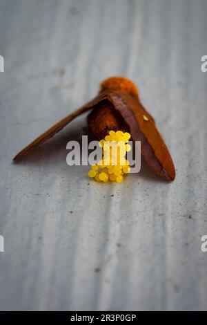 Pink-striped Oakworm Moth (Anisota virginiensis) Insecta Stock Photo ...