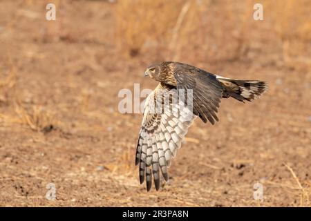 Northern harrier flying over the desert Stock Photo - Alamy