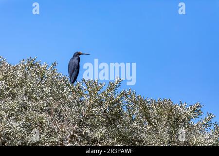 Little Egret, (Egretta garzetta dimorpha), heron bird in Nosy Ve ...