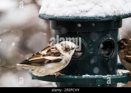 Leucistic house sparrow in winter Stock Photo - Alamy
