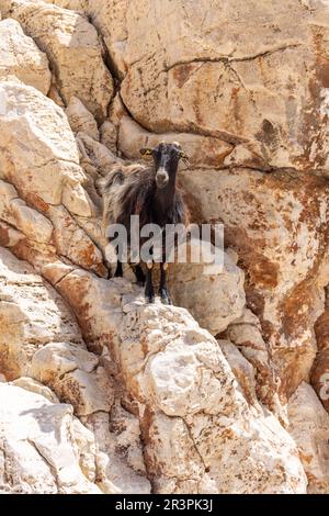 Goat in the cliffs of Seitan Limania beach, Crete Stock Photo - Alamy