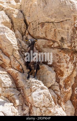 Goat in the cliffs of Seitan Limania beach, Crete Stock Photo - Alamy
