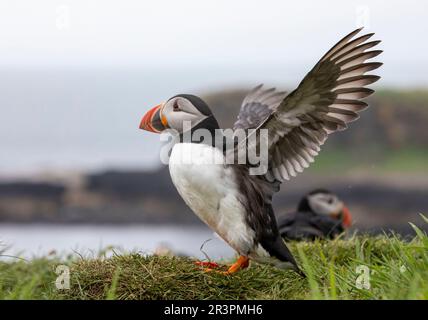 Pufffins, Isle of Lunga, Scotland Stock Photo - Alamy