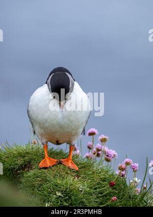 Pufffins, Isle of Lunga, Scotland Stock Photo - Alamy
