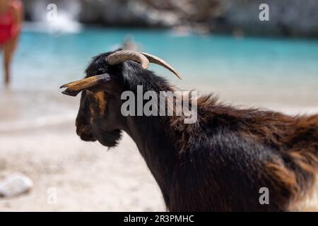 Close up of a goat in Seitan Limania beach Stock Photo - Alamy